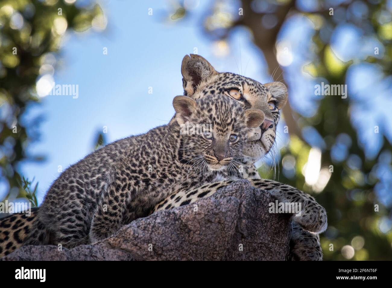 Mother leopard with cub hi-res stock photography and images - Alamy