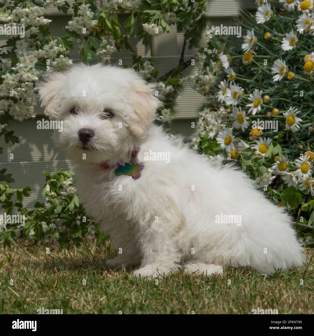 Bichon frise puppy in garden hi-res stock photography and images - Alamy