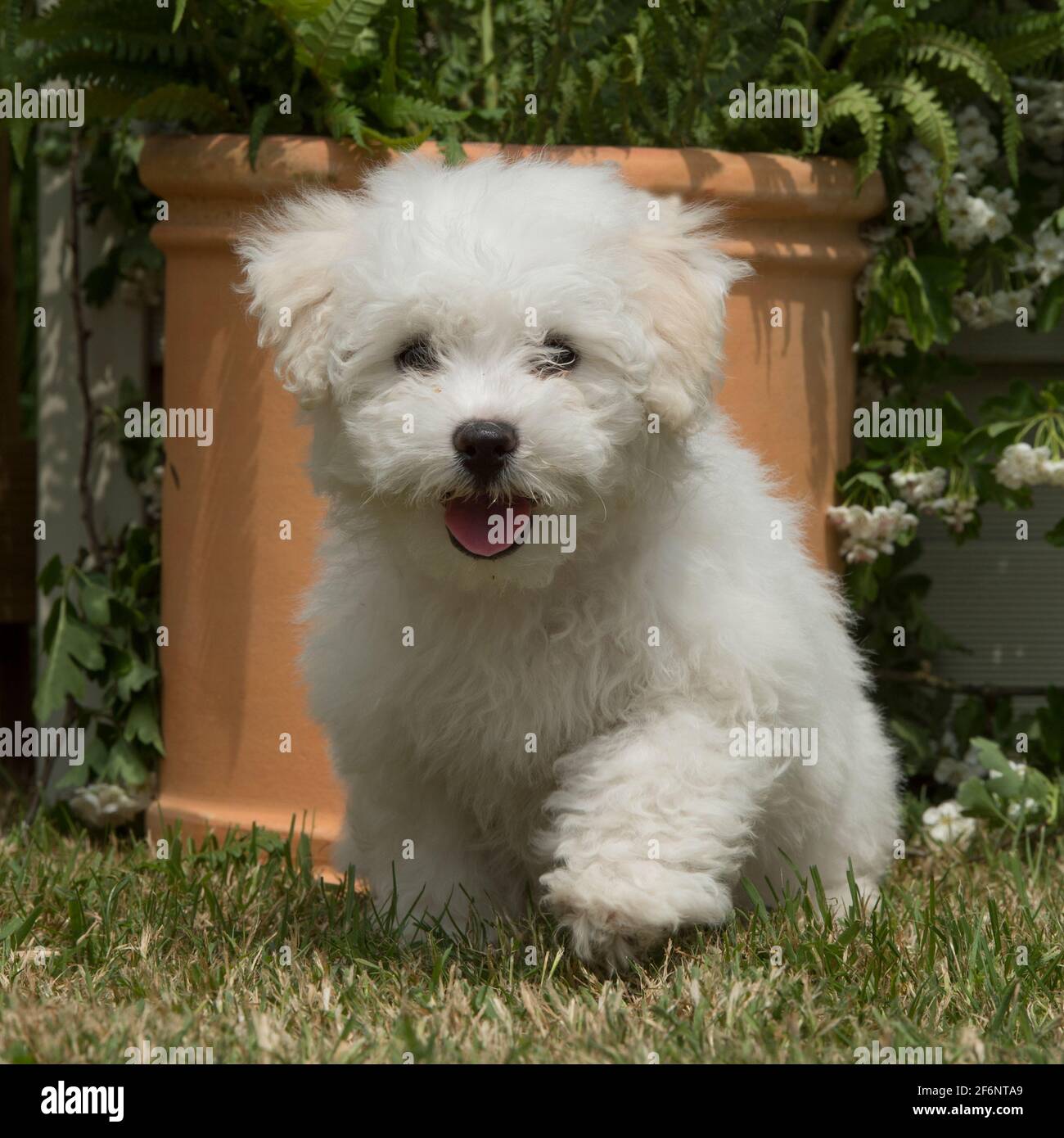 Bichon frise standing side view hi-res stock photography and images - Alamy