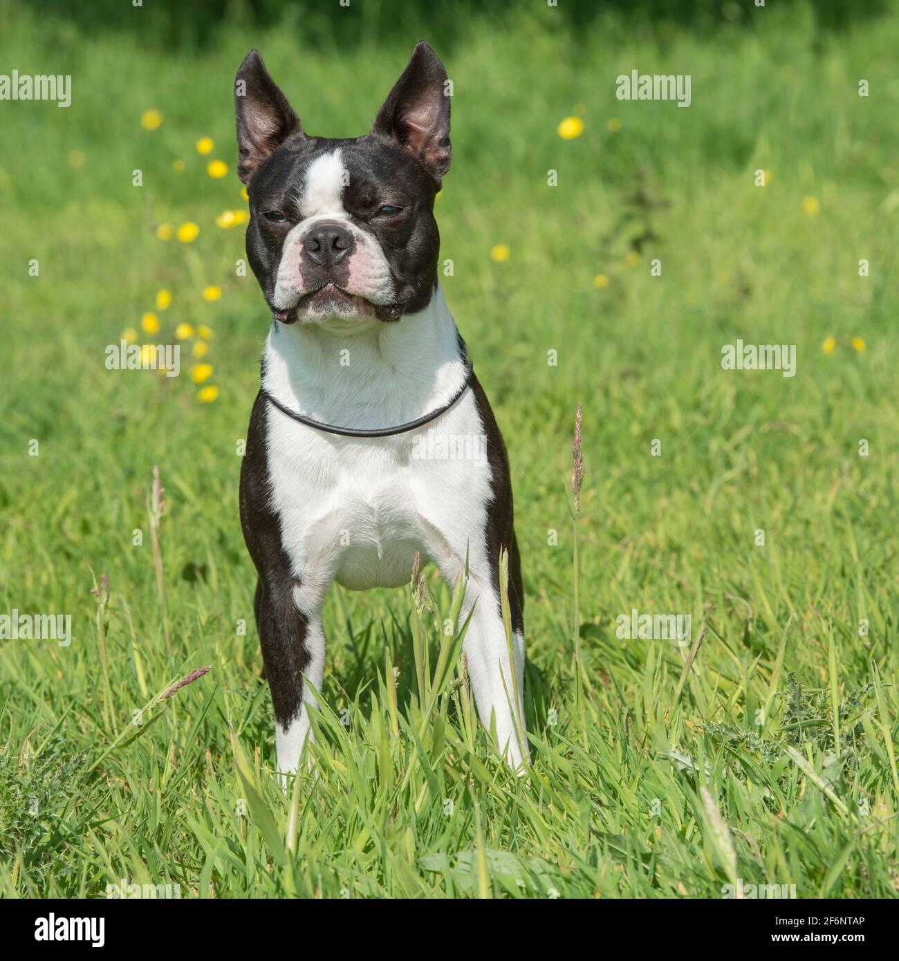 Boston terrier hi-res stock photography and images - Alamy