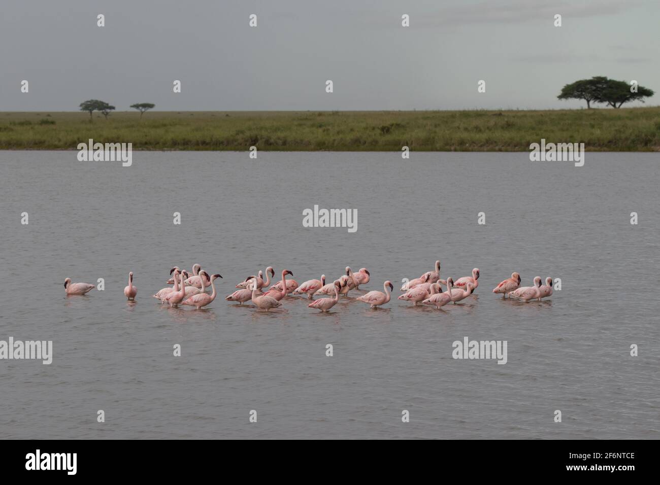 Lesser Flamingo High Resolution Stock Photography and Images - Alamy