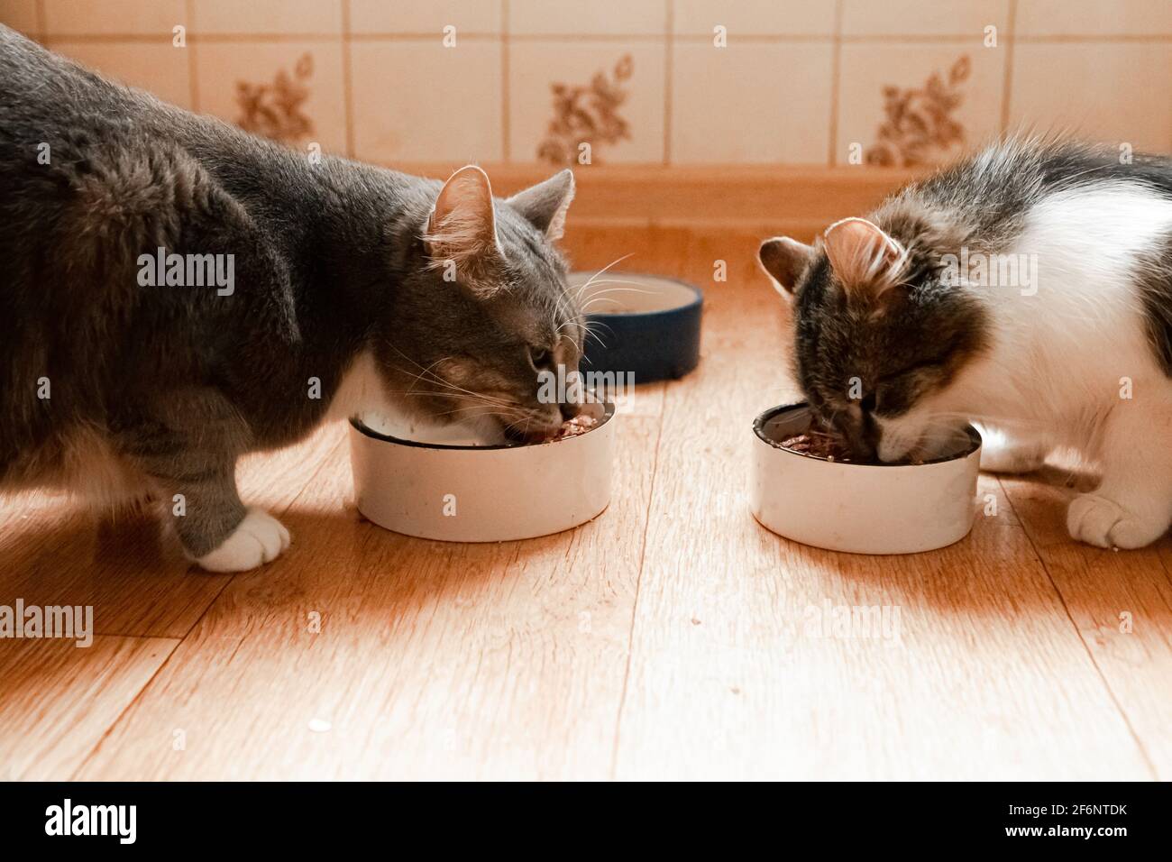 two cats eating food on the kitchen, close up Stock Photo - Alamy