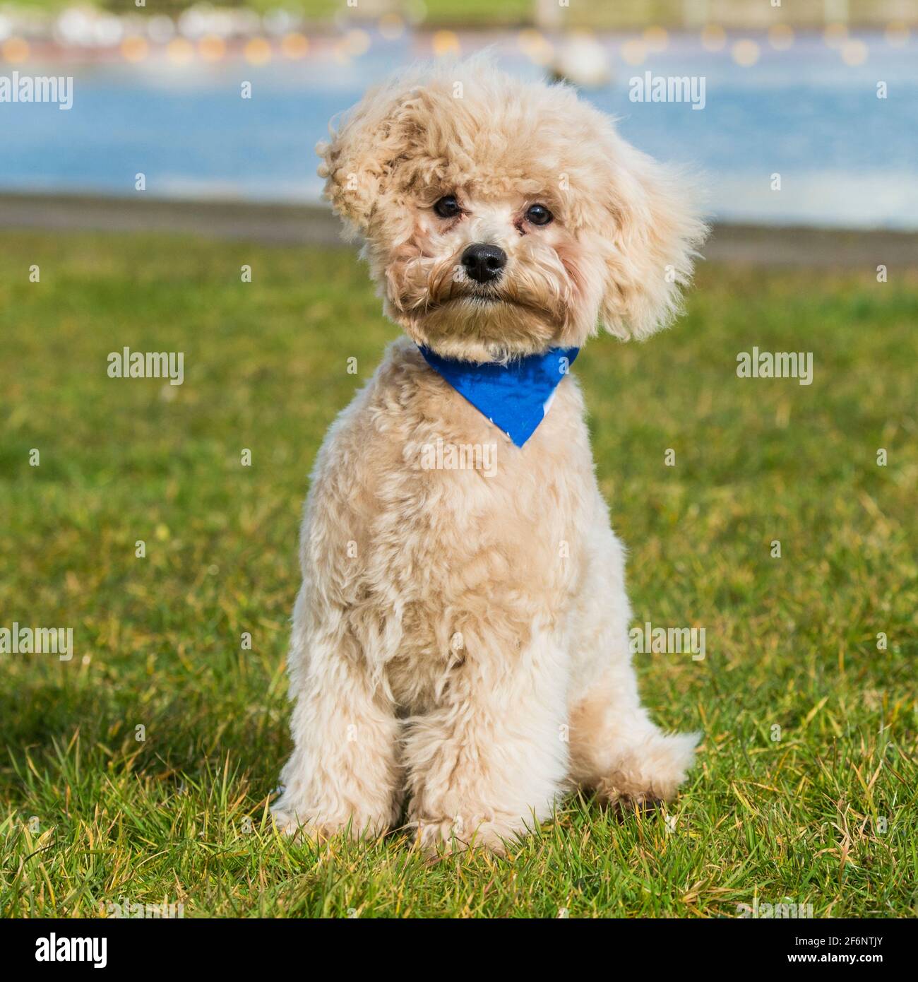 Cockapoo Profile High Resolution Stock Photography and Images - Alamy