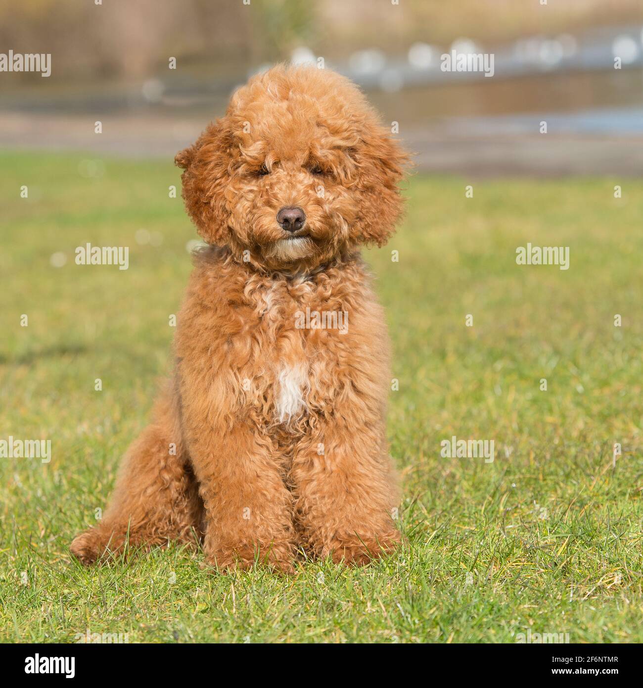 Cockapoo Side View High Resolution Stock Photography and Images - Alamy