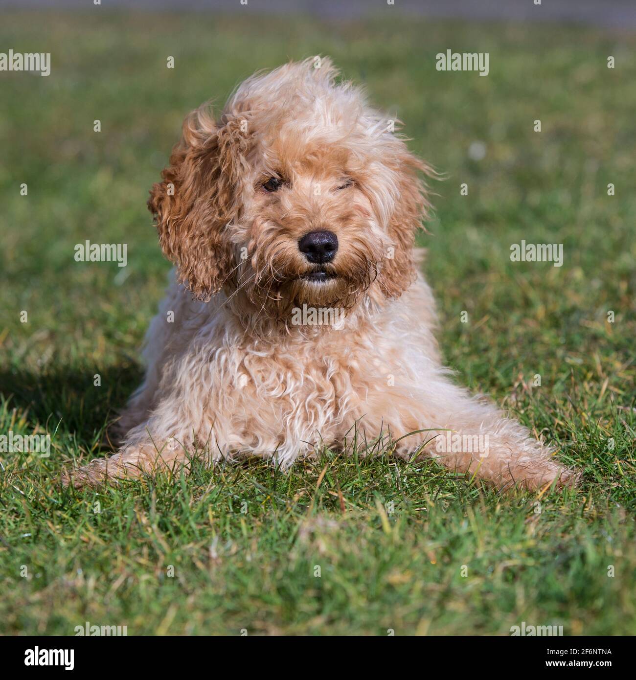 Cockapoo profile hi-res stock photography and images - Alamy