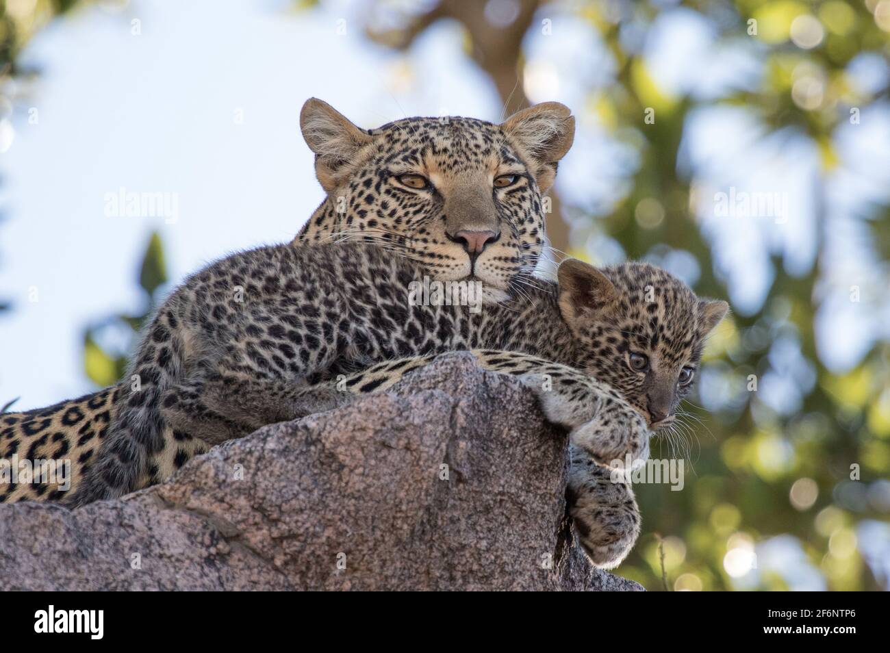 Leopard mother with cub hi-res stock photography and images - Alamy