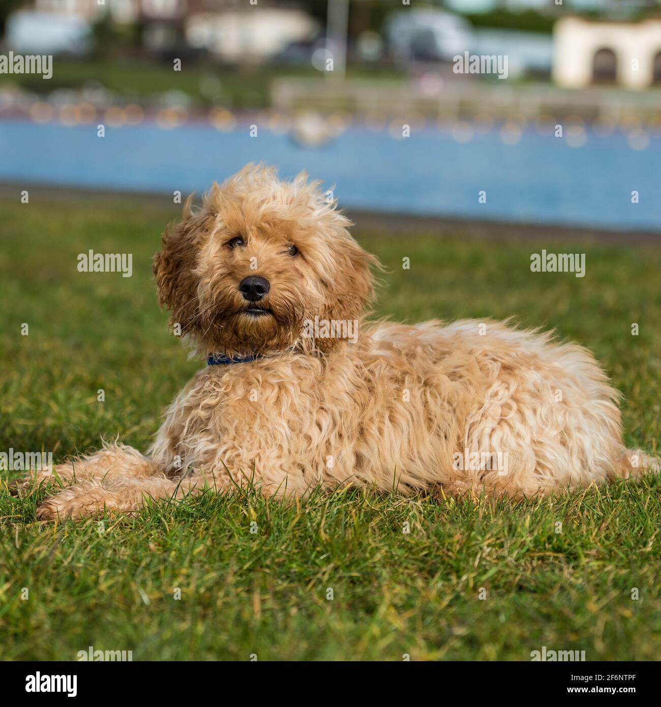 Cockapoo side view hi-res stock photography and images - Alamy
