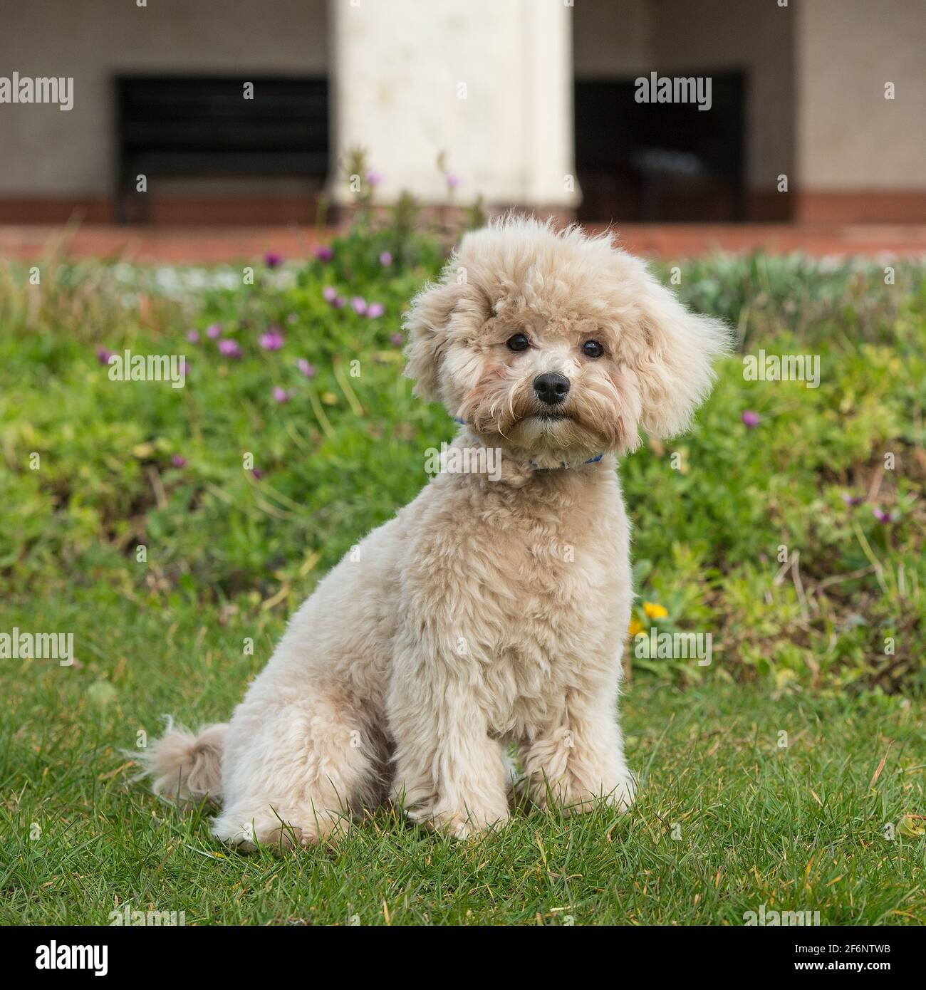 Cockapoo Side View High Resolution Stock Photography and Images - Alamy