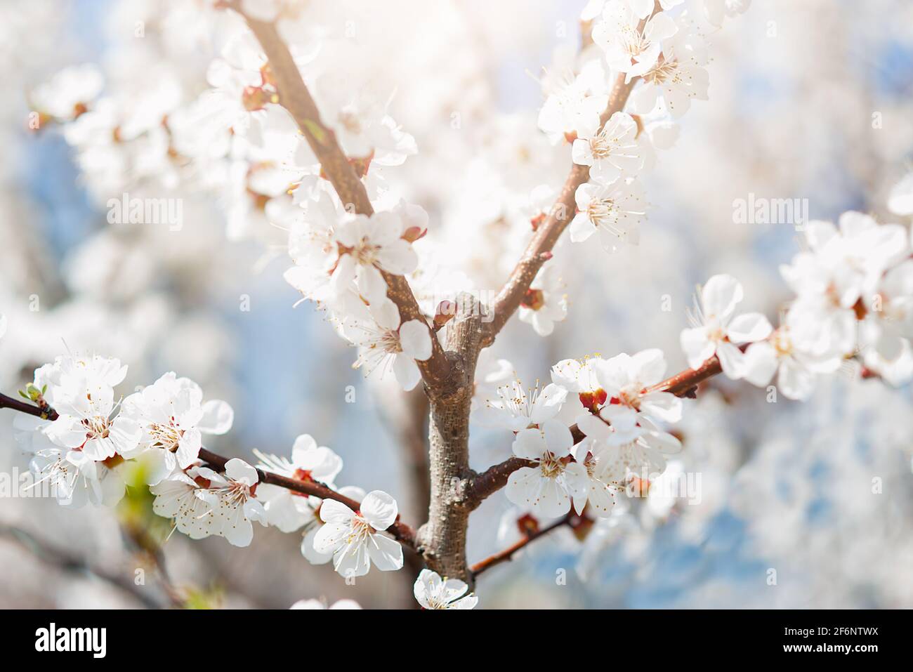 Beautiful apricot flowers landscape. Floral spring abstract background ...