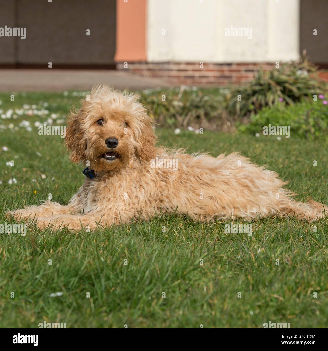 Cockapoo side view hi-res stock photography and images - Alamy