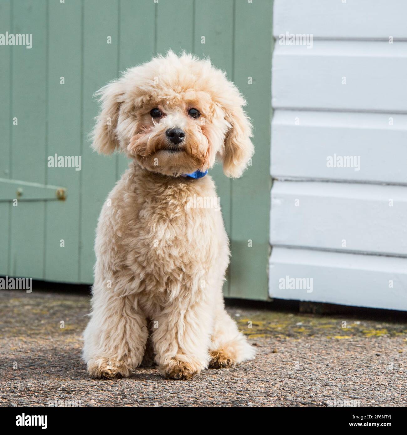 Cockapoo Profile High Resolution Stock Photography and Images - Alamy