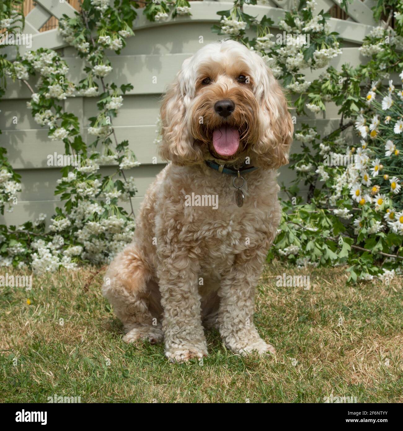 Golden cockapoo hi-res stock photography and images - Alamy