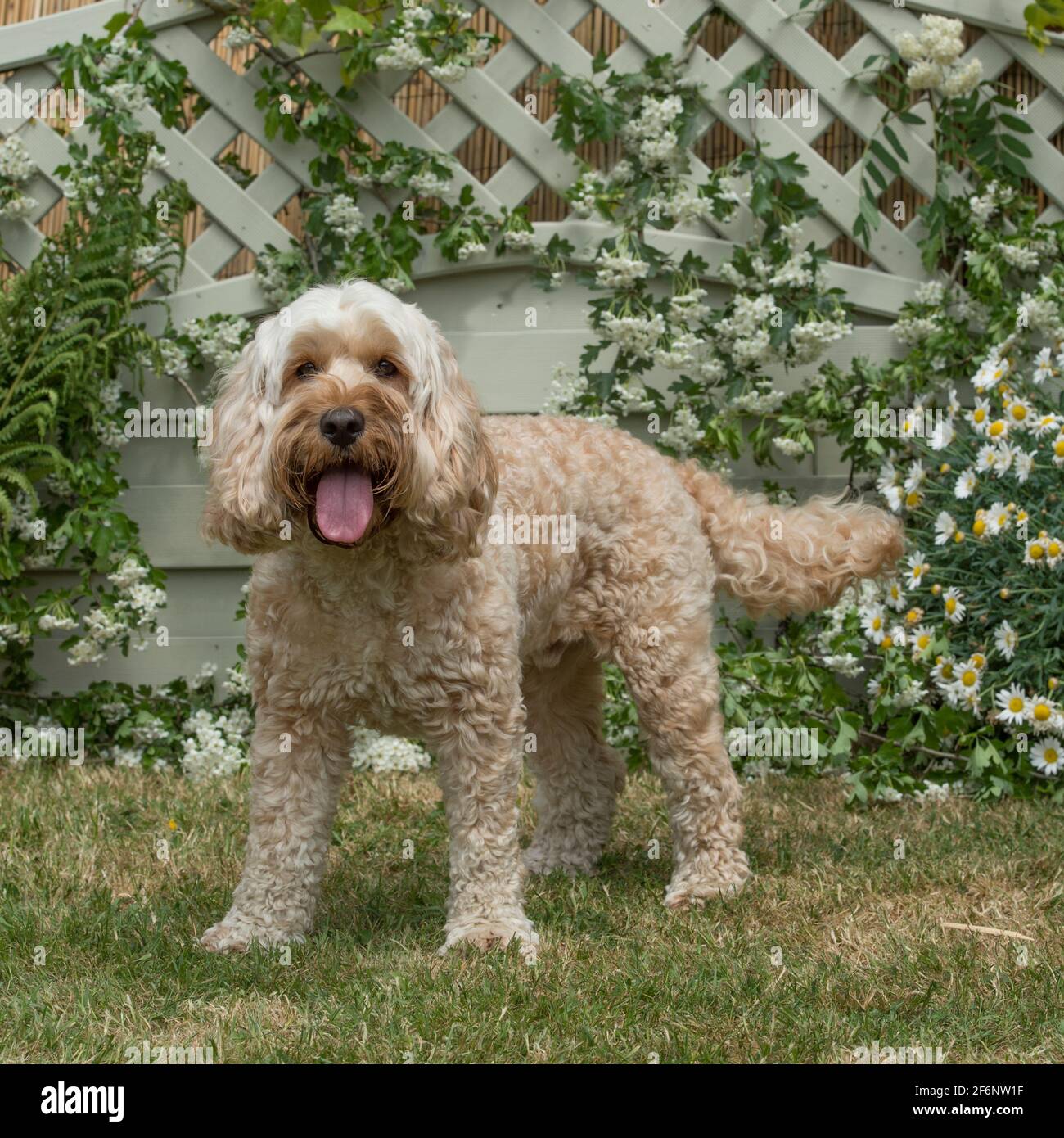 Cockapoo side view hi-res stock photography and images - Alamy