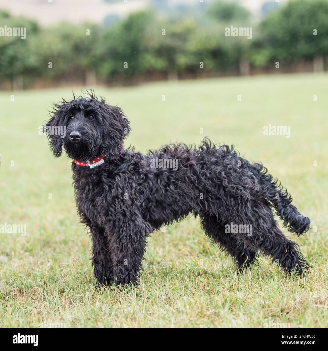 Cockapoo side view hi-res stock photography and images - Alamy