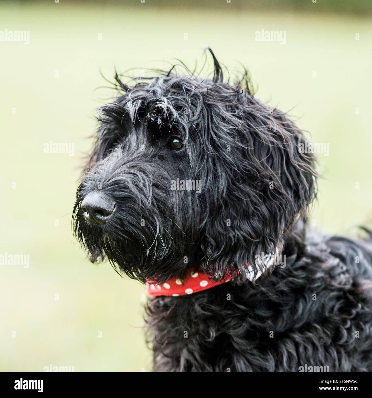 Cockapoo Side View High Resolution Stock Photography and Images - Alamy