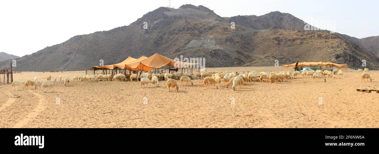 Goat Farm Desert Saudi Arabia Stock Photo - Alamy