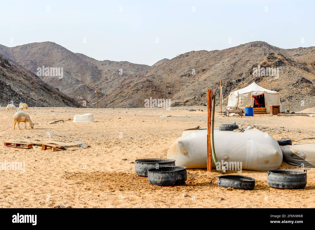 Goat Farm Desert Saudi Arabia Stock Photo - Alamy