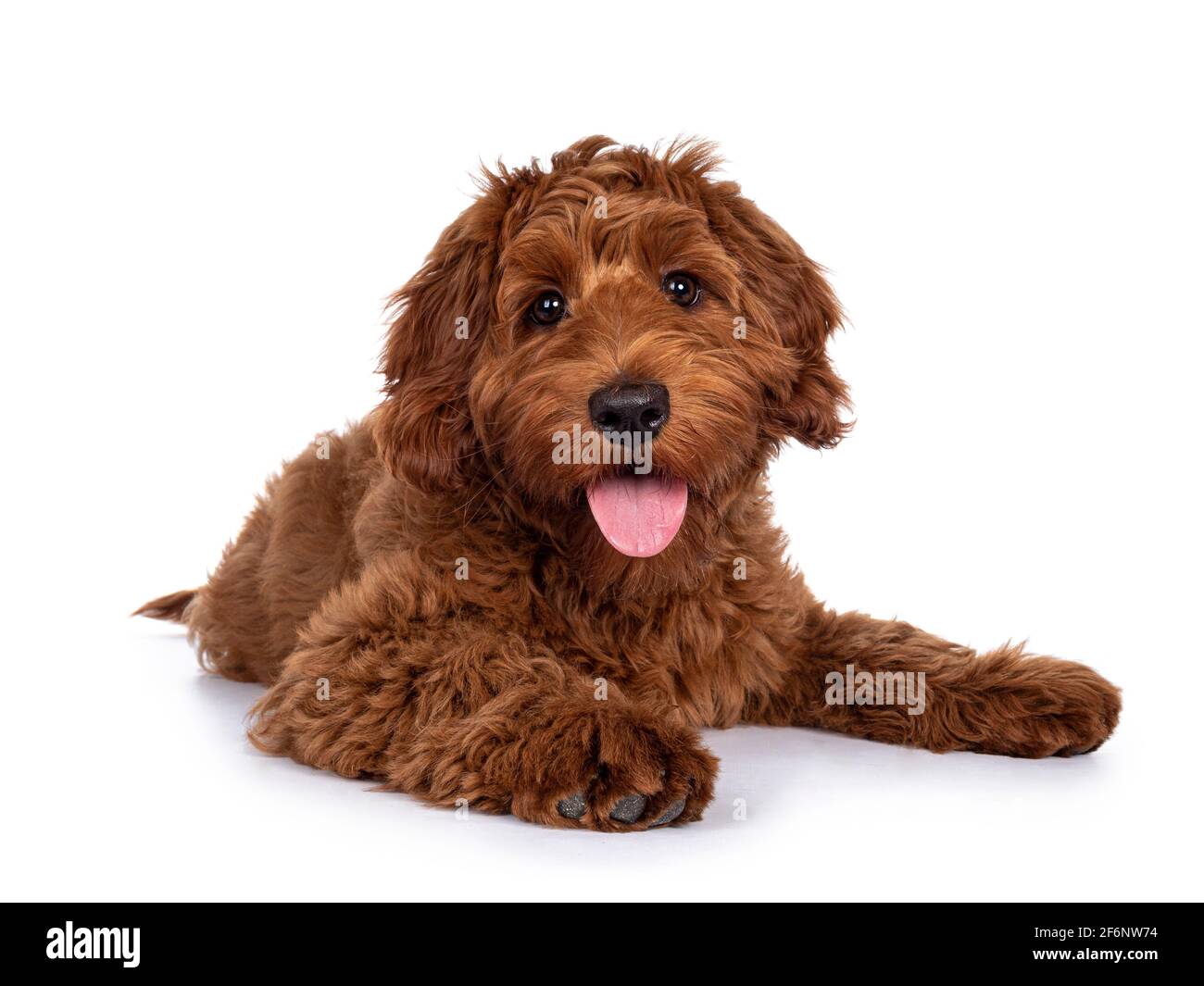 Adorable red Cobberdog aka Labradoodle dog puppy, laying down facing ...
