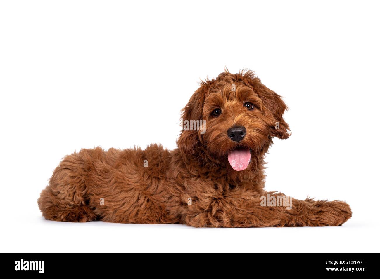 Adorable red Cobberdog aka Labradoodle dog puppy, laying down side ways ...
