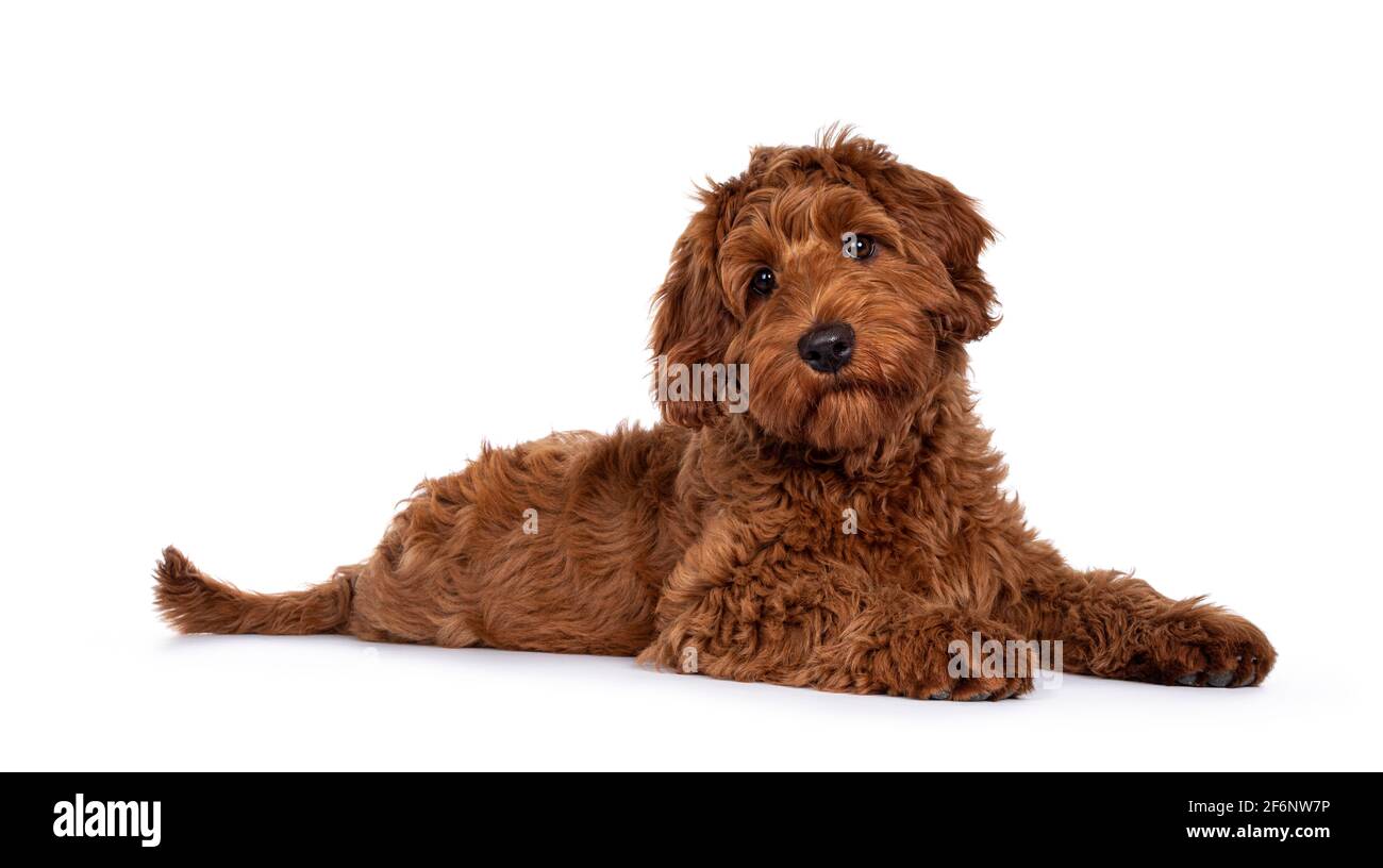 Adorable red Cobberdog aka Labradoodle dog puppy, laying down side ways ...