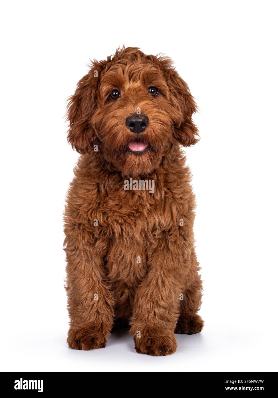 Adorable red Cobberdog aka Labradoodle dog puppy, sitting up facing ...