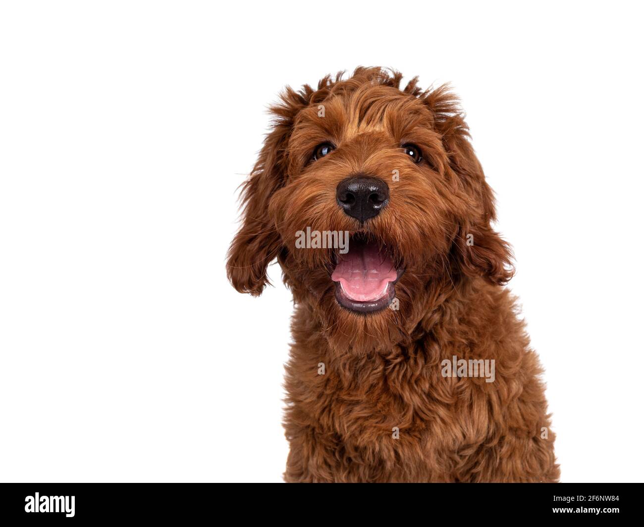 Haed shot of adorable red Cobberdog aka Labradoodle dog puppy, sitting ...