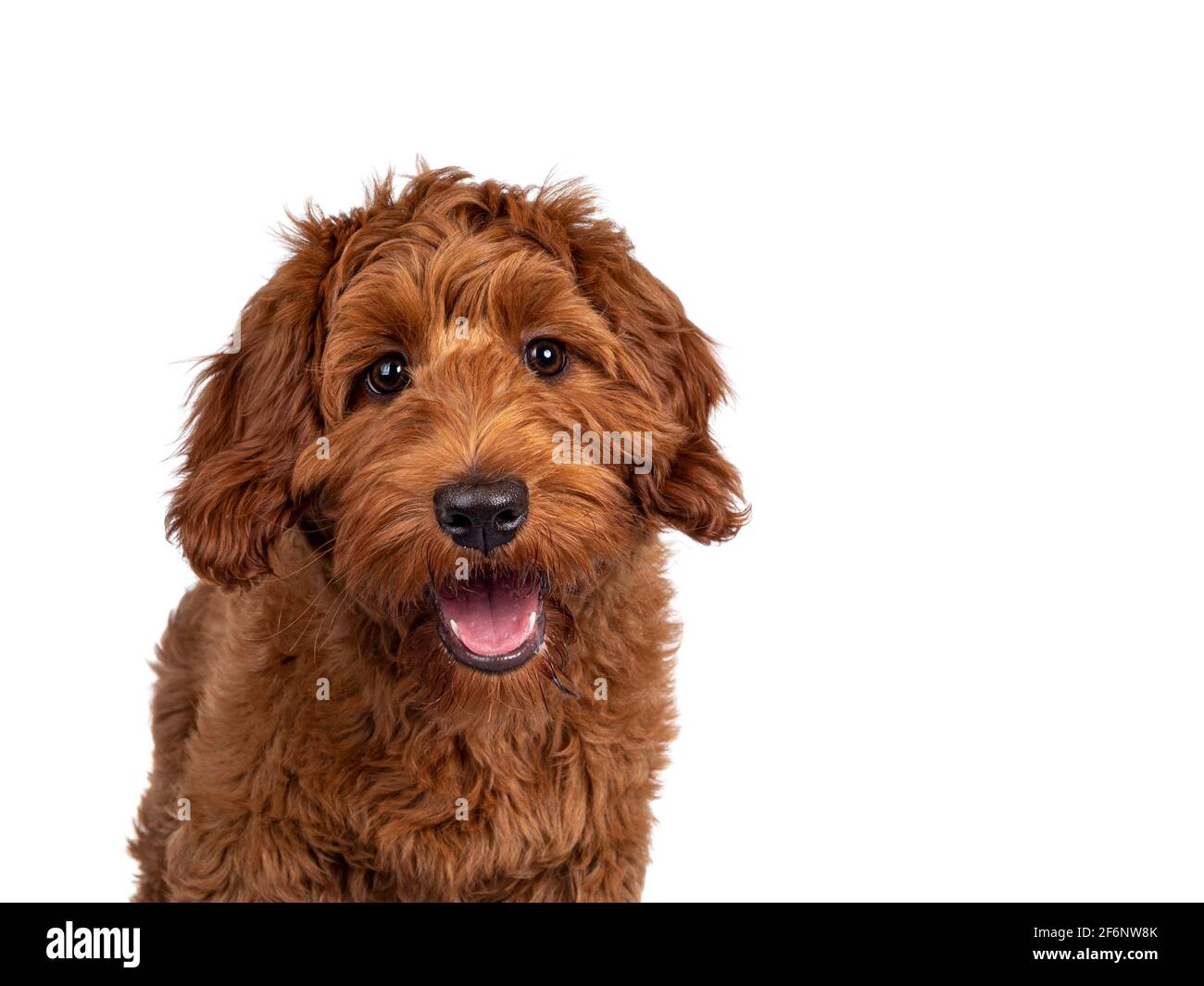 Haed shot of adorable red Cobberdog aka Labradoodle dog puppy, sitting ...