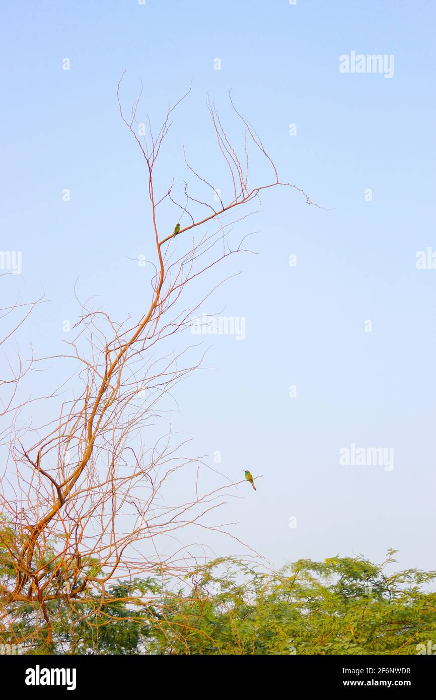 birds on tree branch Stock Photo - Alamy