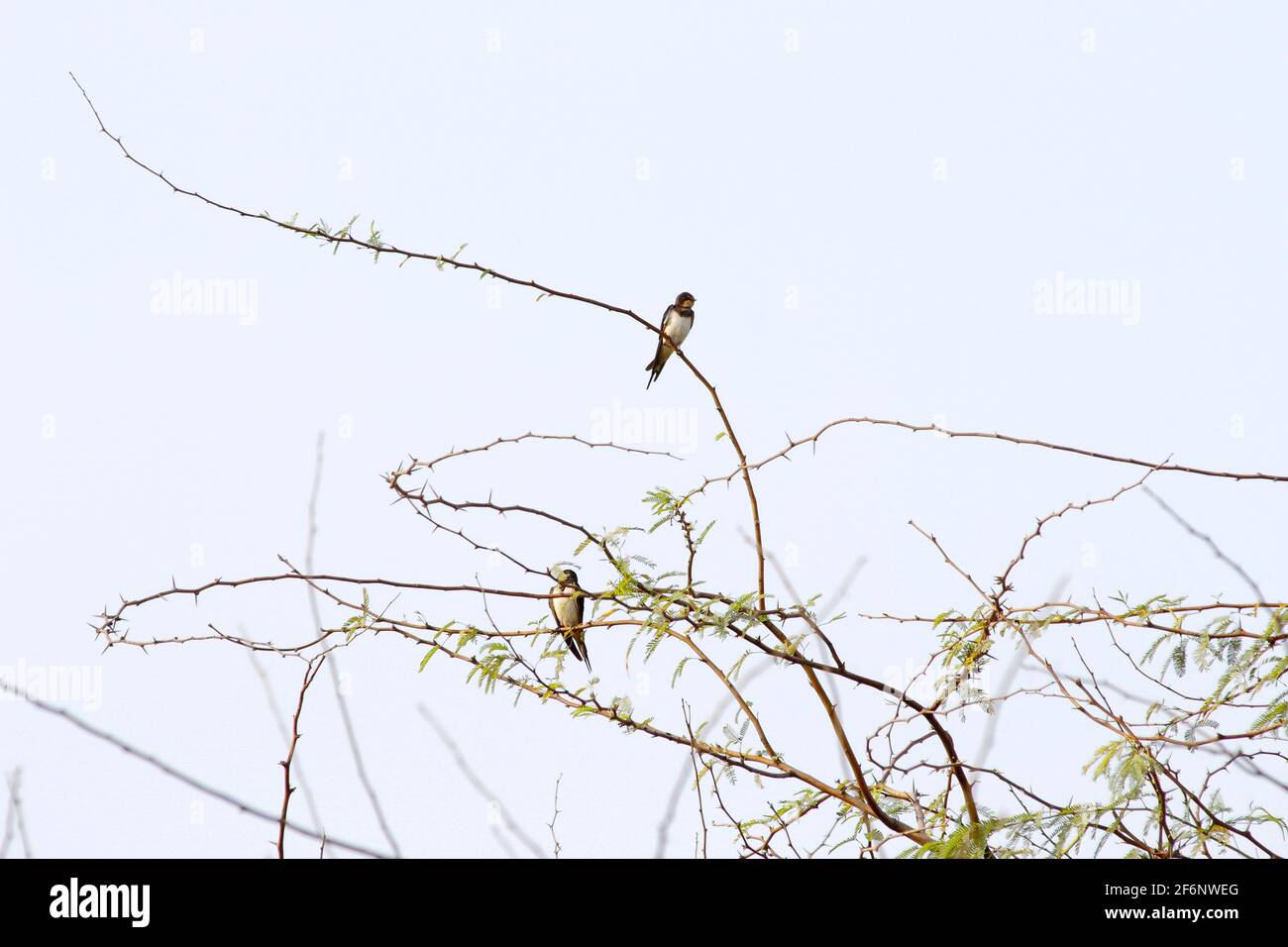 birds on tree branch Stock Photo - Alamy