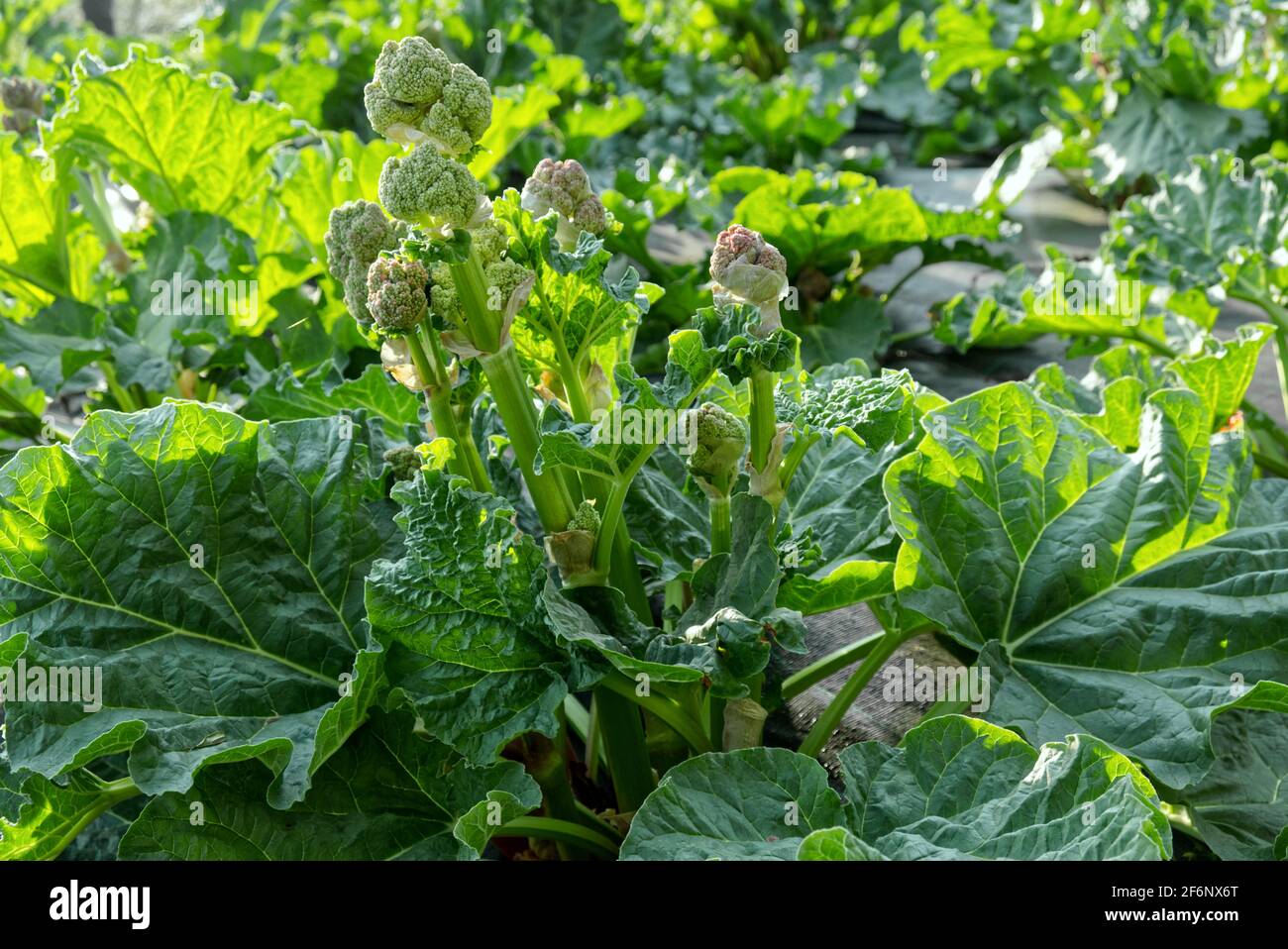 flowering of the rhubarb plant in the midst of intensive cultivation ...