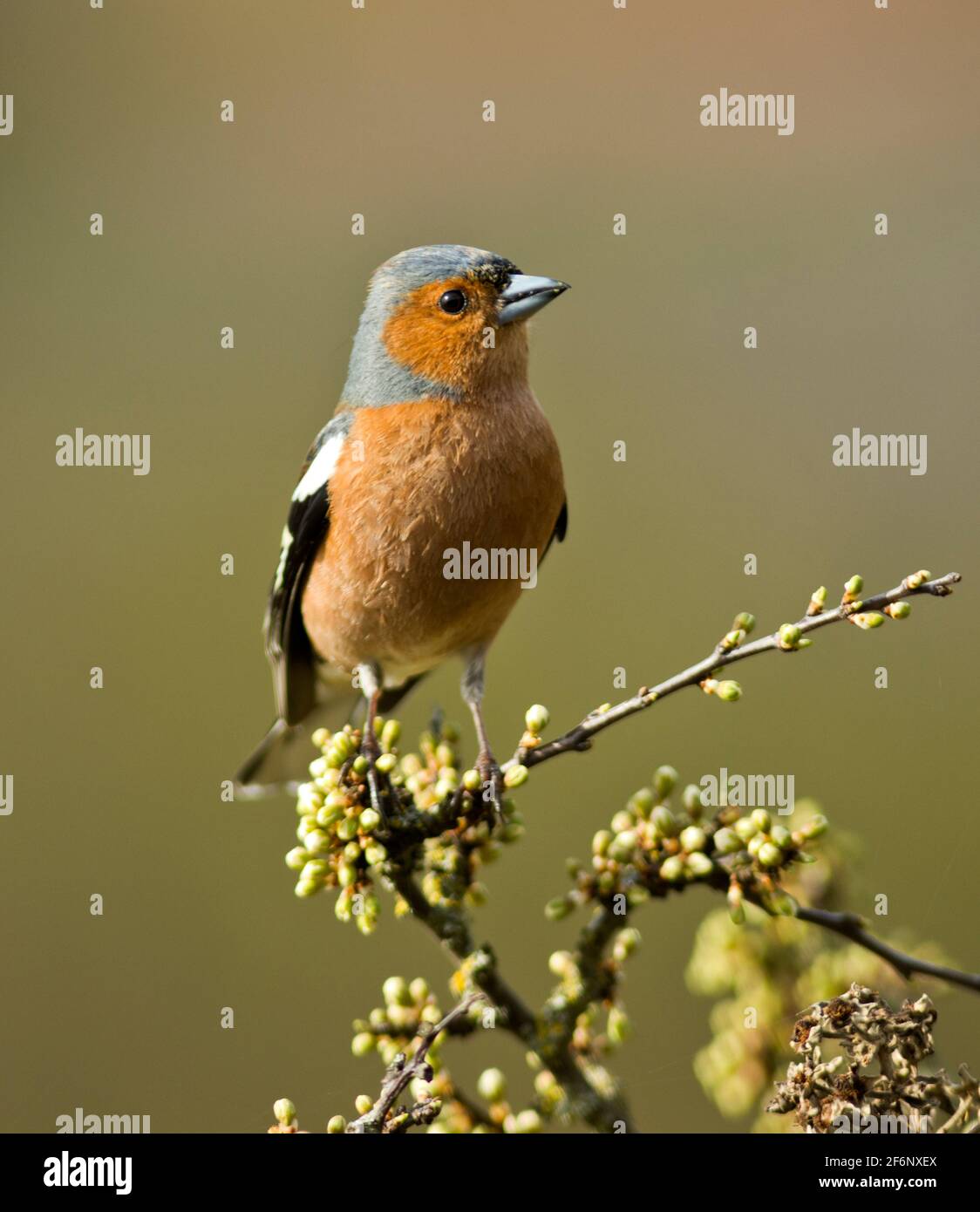 Trichomoniasis bird hi-res stock photography and images - Alamy