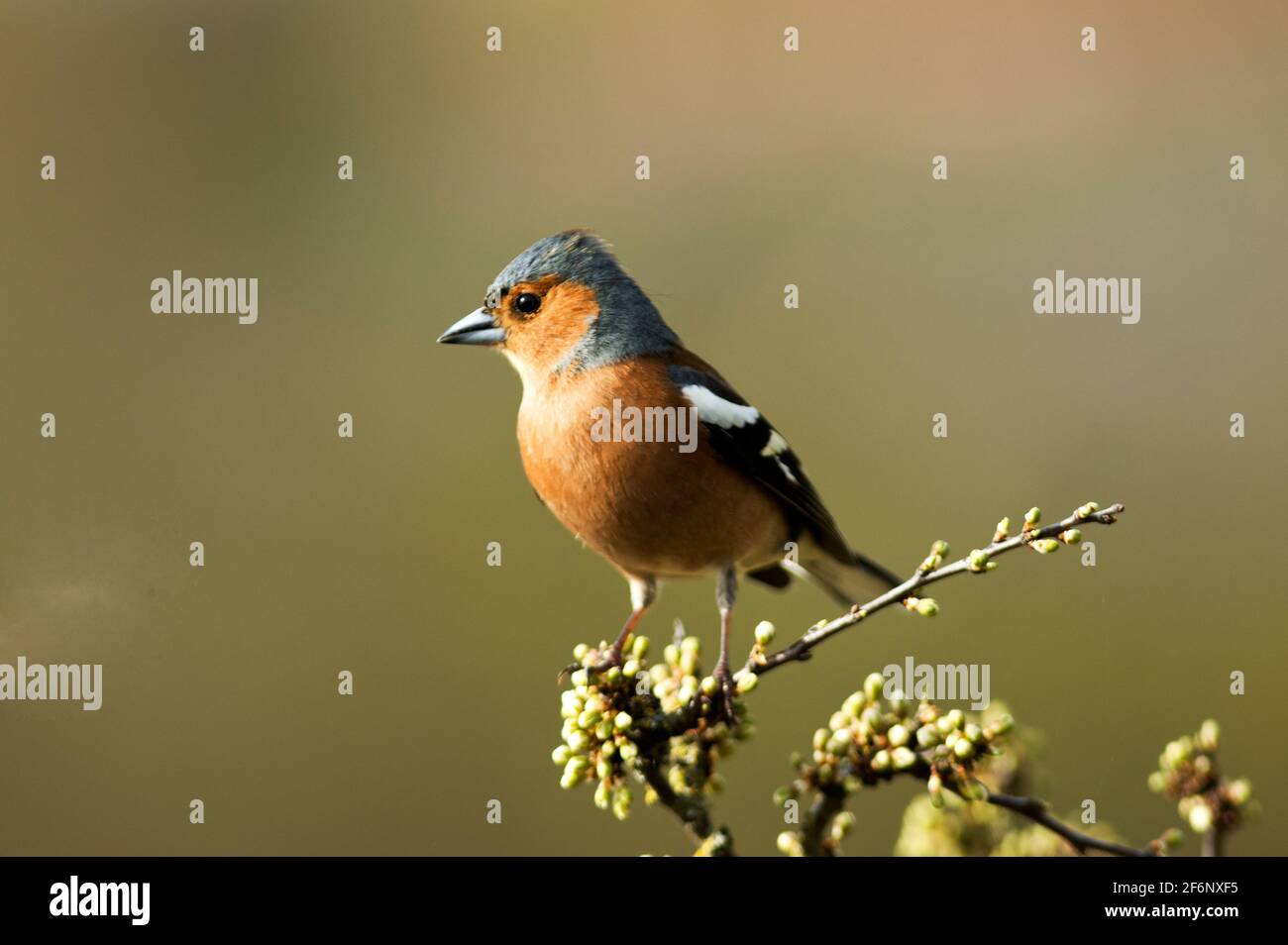 Trichomoniasis bird hi-res stock photography and images - Alamy