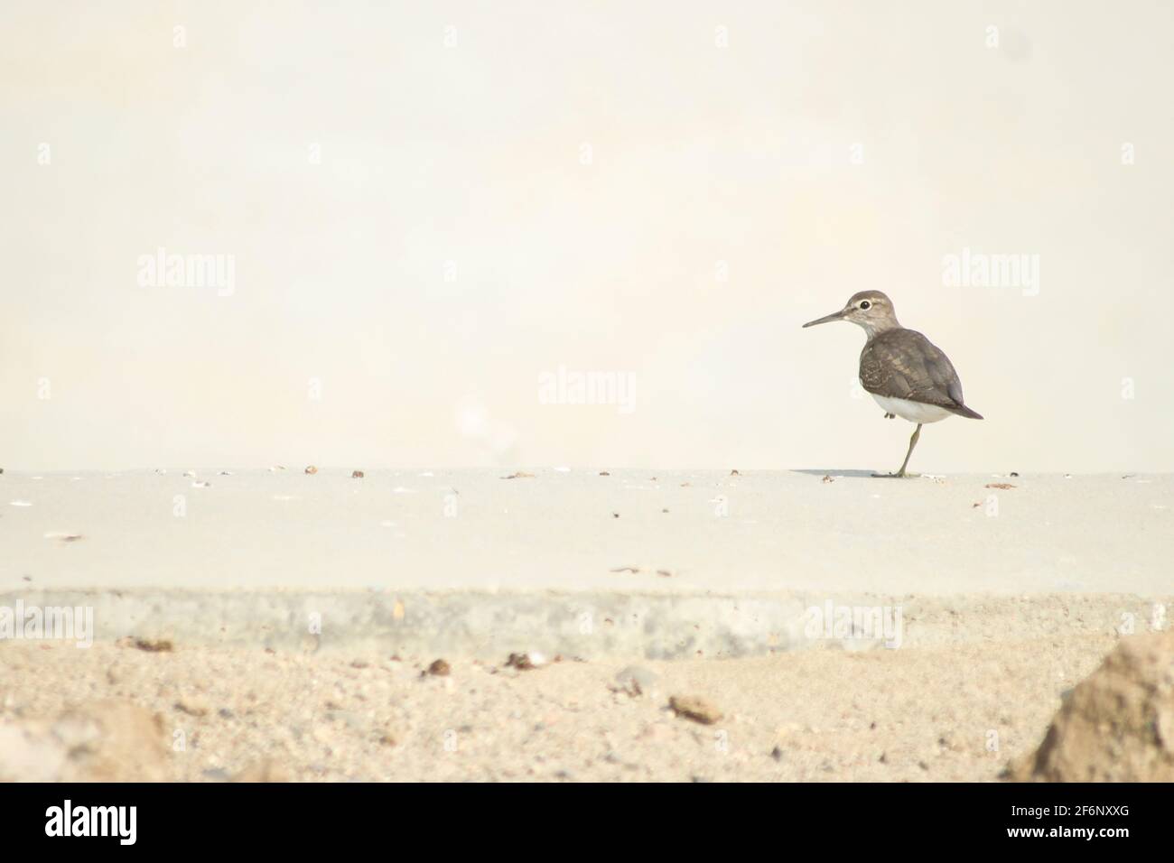 birds on tree branch Stock Photo - Alamy