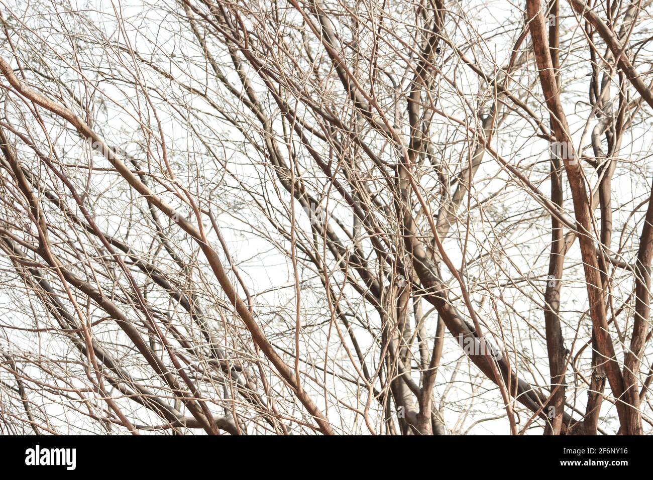 Diverse ecosystem forest animal hi-res stock photography and images - Alamy