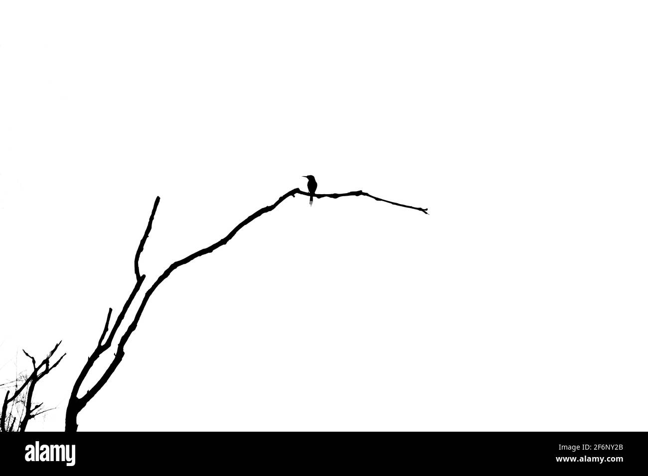 birds on tree branch Stock Photo - Alamy