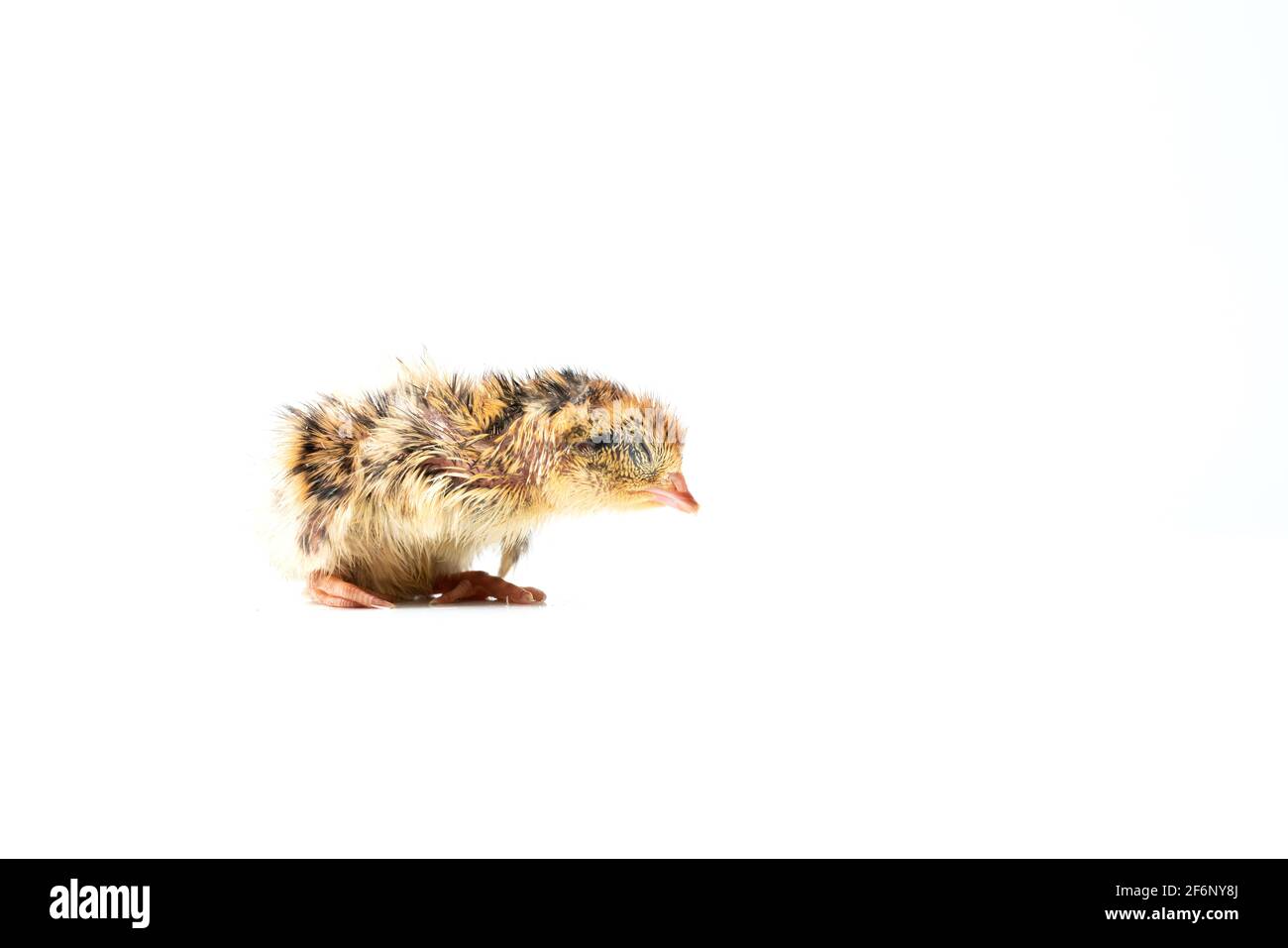 Newborn quail ball on white background Stock Photo - Alamy