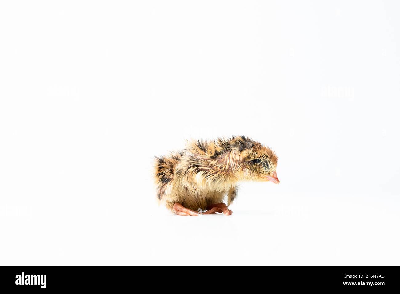 Newborn quail ball on white background Stock Photo - Alamy