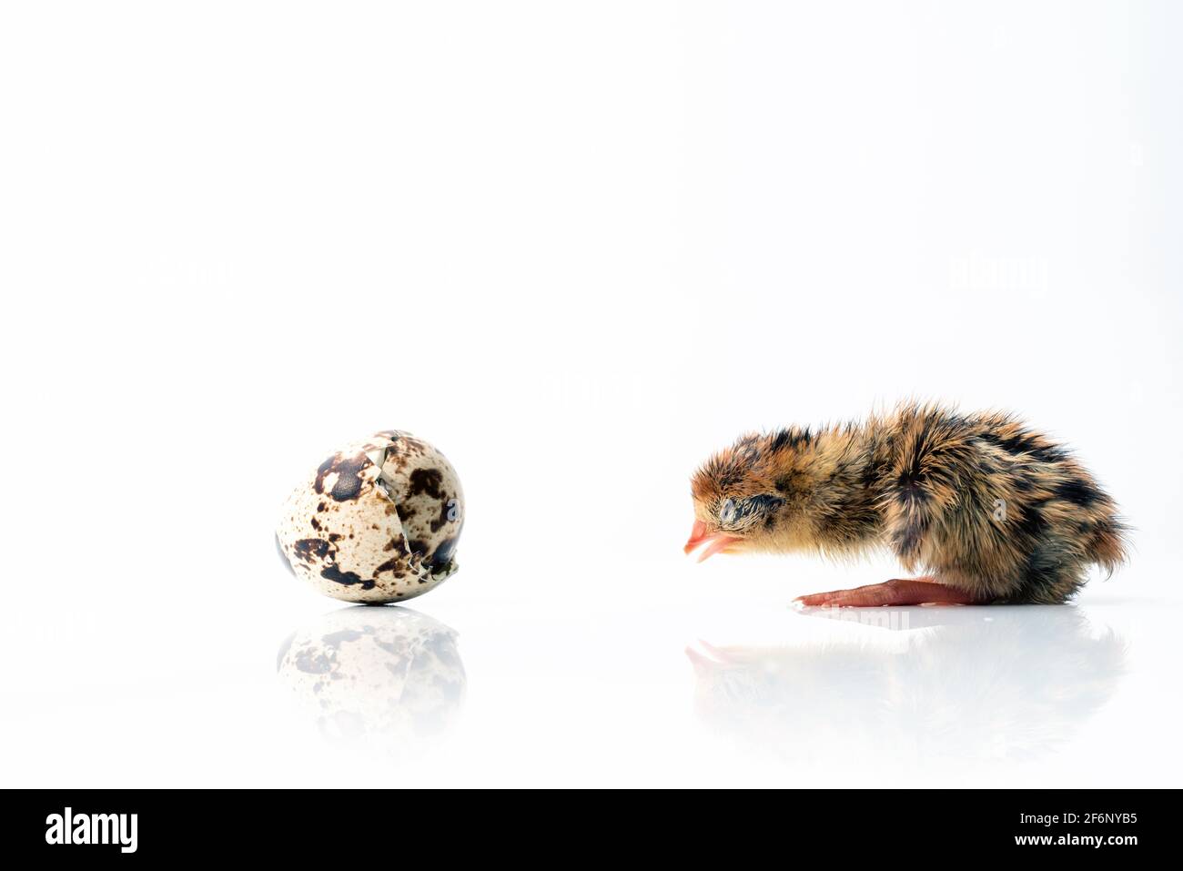 Newborn quail ball on white background Stock Photo - Alamy