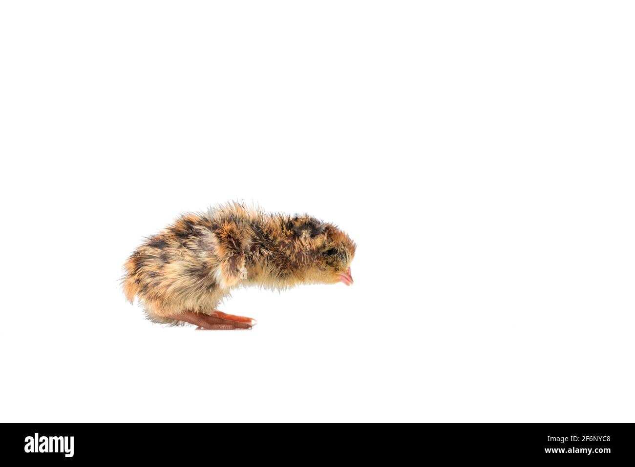 Newborn quail ball on white background Stock Photo - Alamy