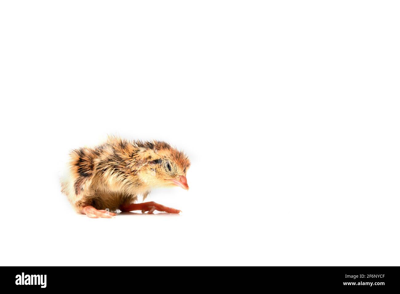 Newborn quail ball on white background Stock Photo - Alamy