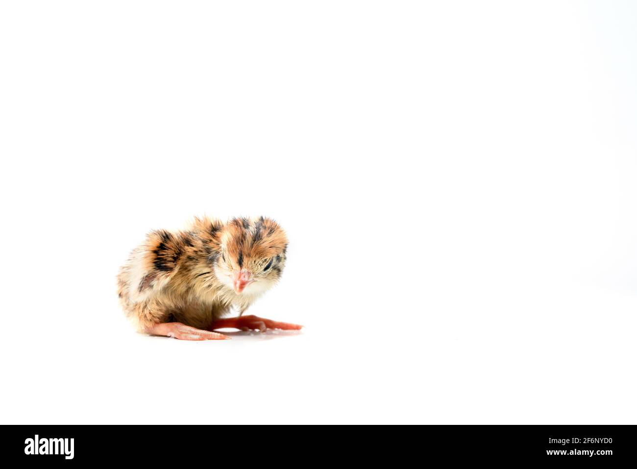 Newborn quail ball on white background Stock Photo - Alamy
