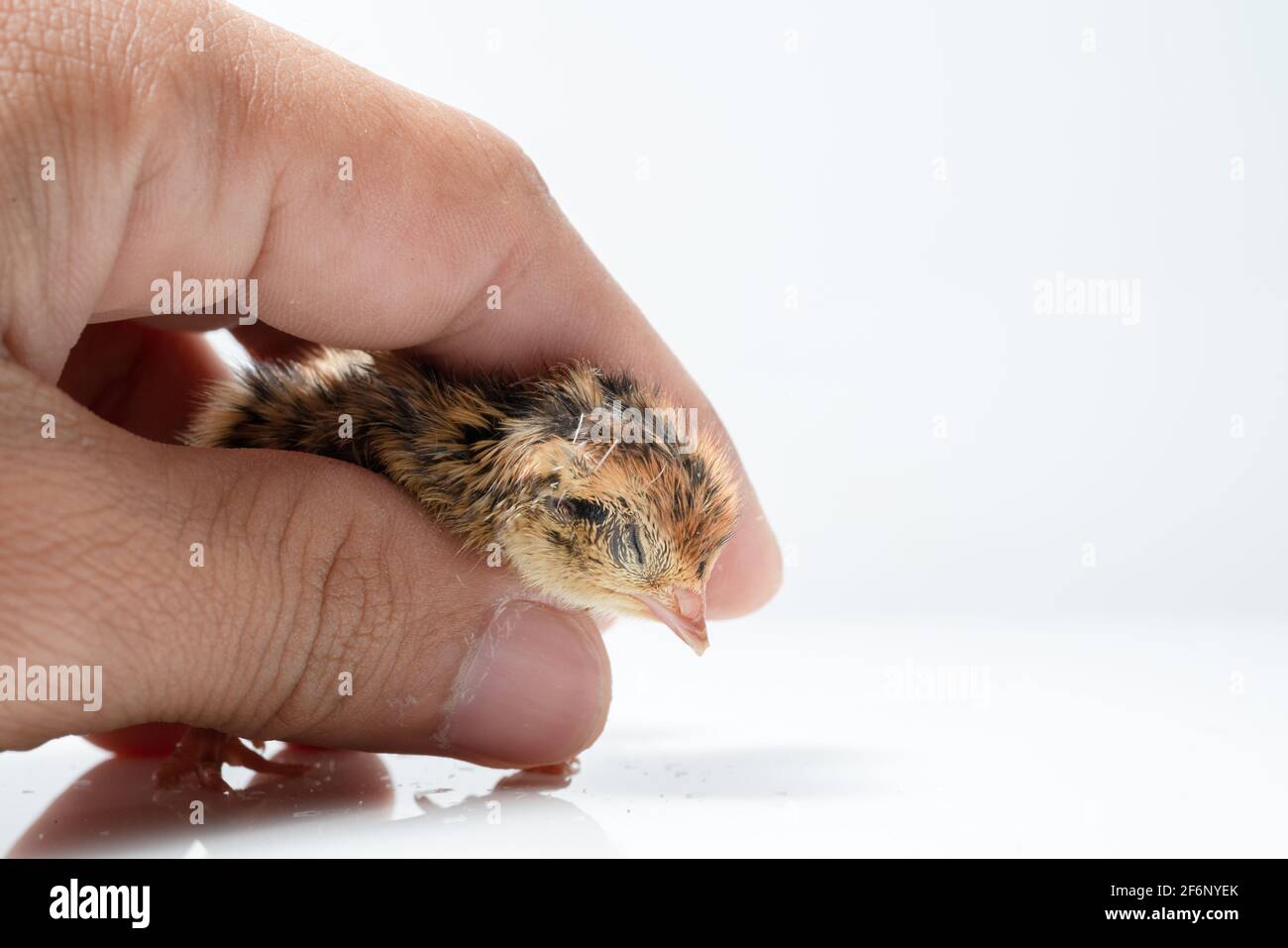 Newborn quail ball on white background Stock Photo - Alamy