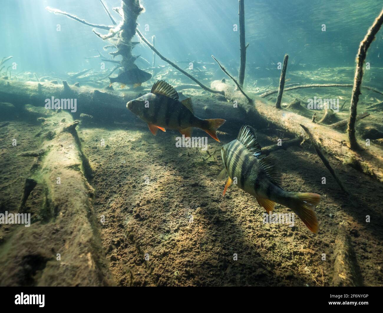 Two fish underwater lake hi-res stock photography and images - Alamy
