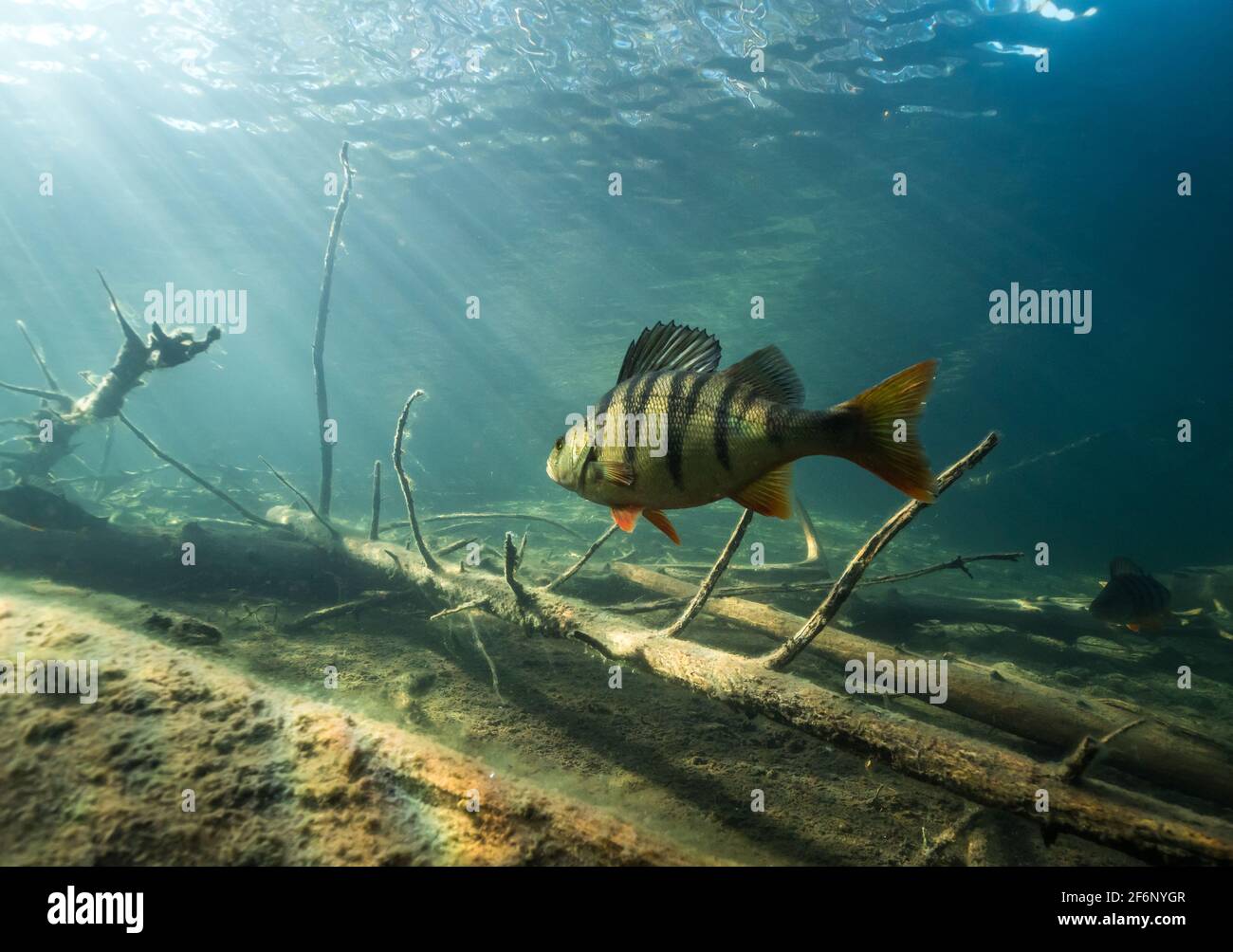 Underwater view of a big perch swimming in forest lake Stock Photo - Alamy