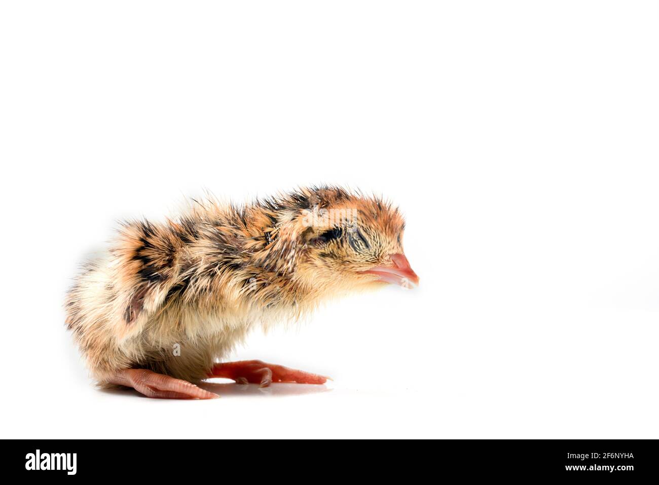Newborn quail ball on white background Stock Photo - Alamy