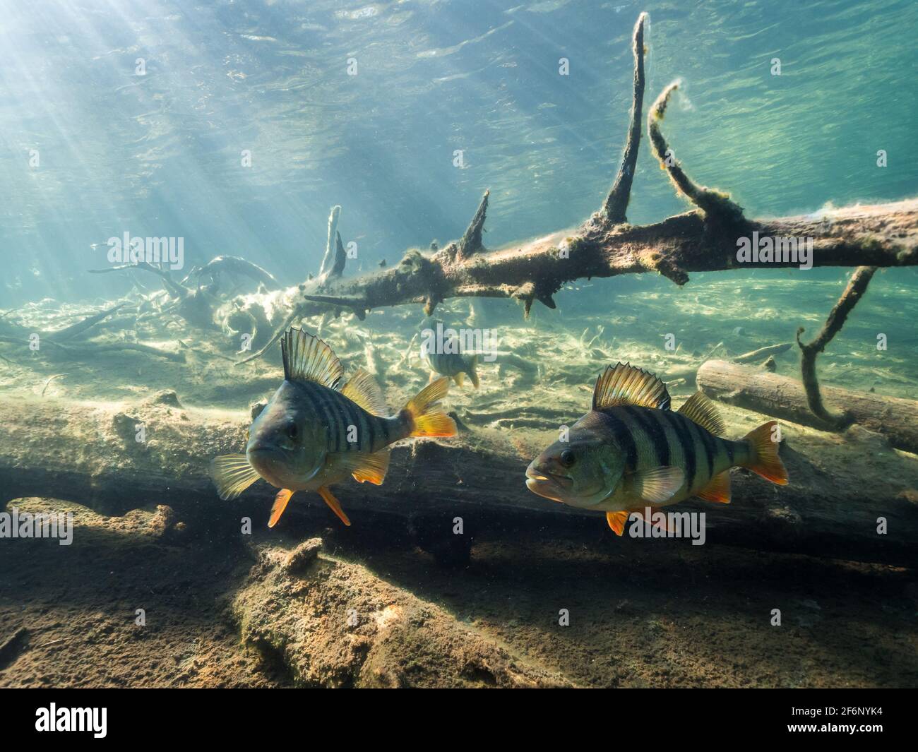 Fish Underwater Lake