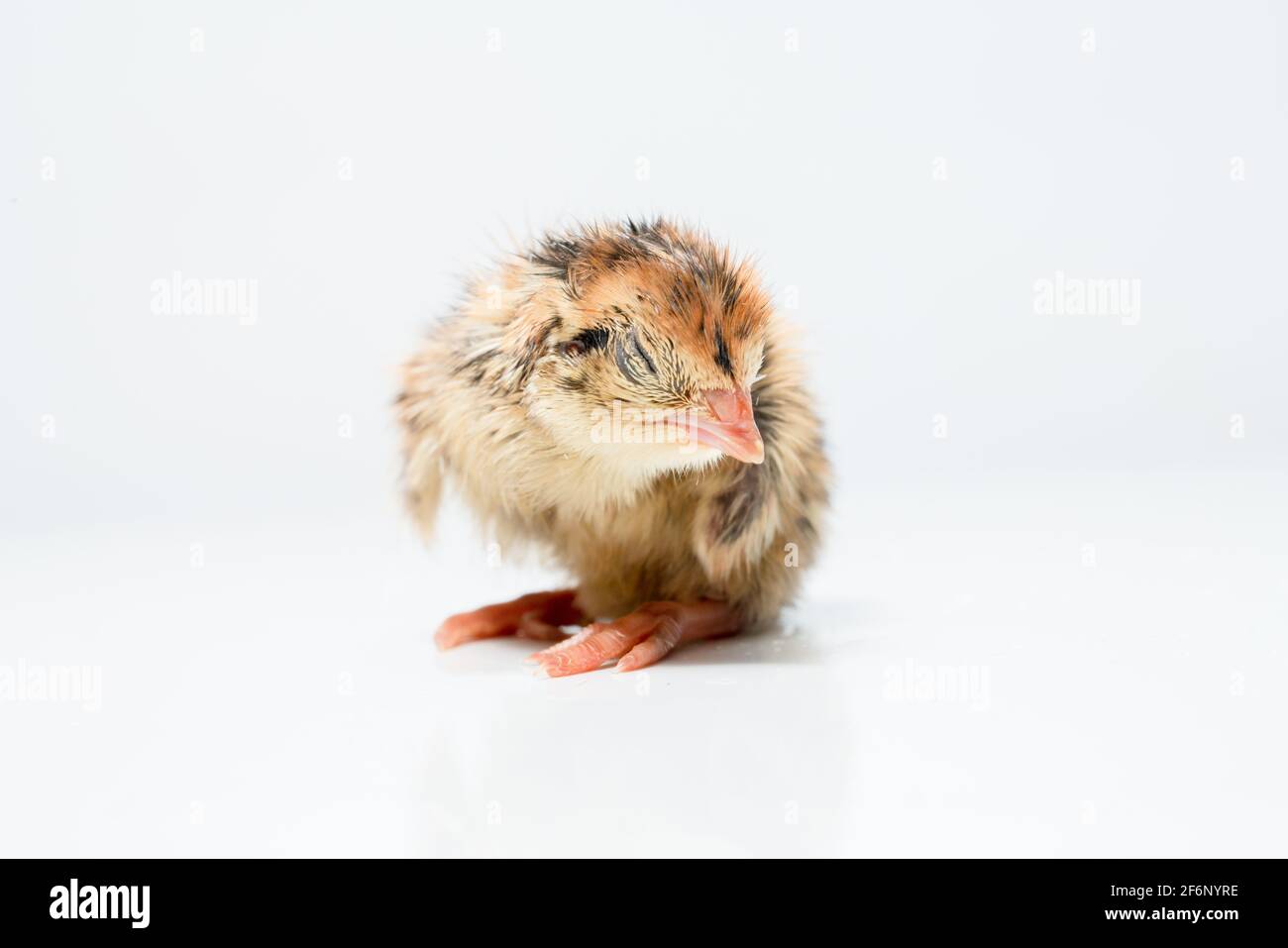 Newborn quail ball on white background Stock Photo - Alamy