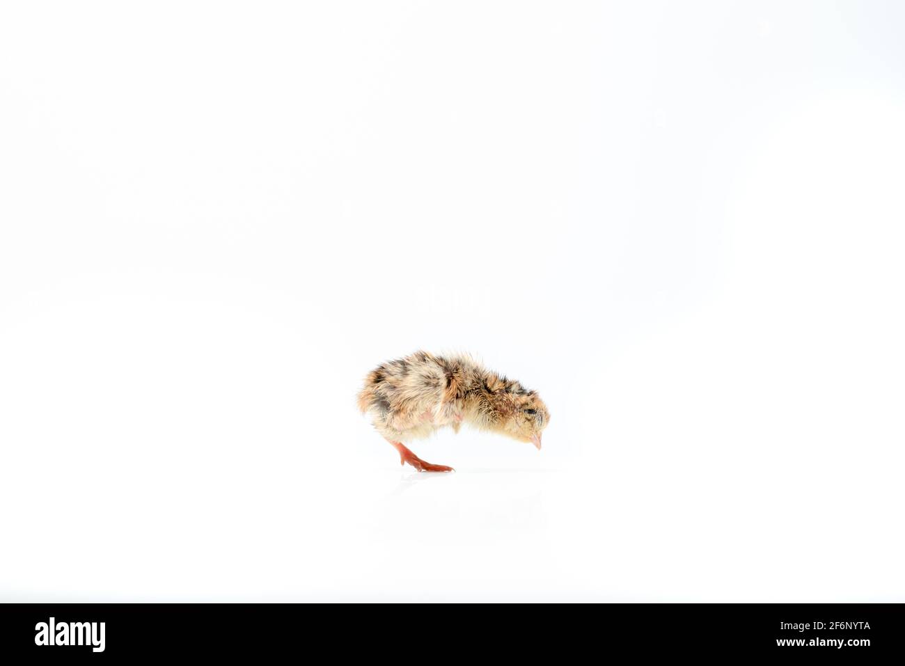 Newborn quail ball on white background Stock Photo - Alamy