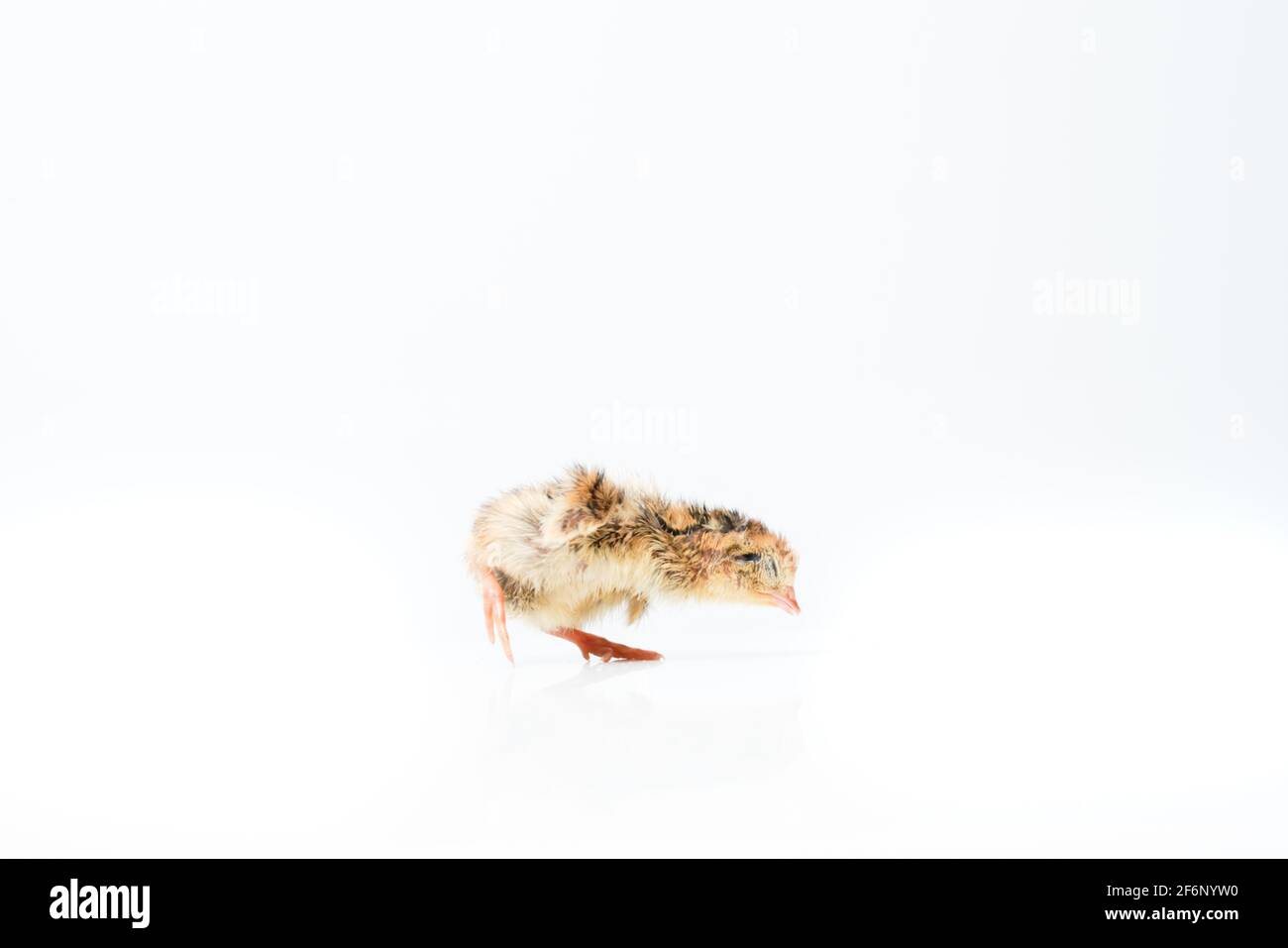 Newborn quail ball on white background Stock Photo - Alamy
