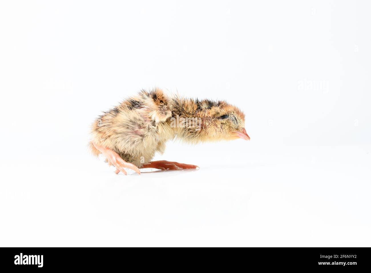 Newborn quail ball on white background Stock Photo - Alamy